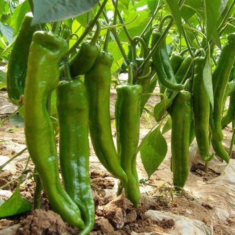 (100 SEEDS)SILI PANIGANG/Siling Haba / Hot PepperGreen / Bicol Express ...