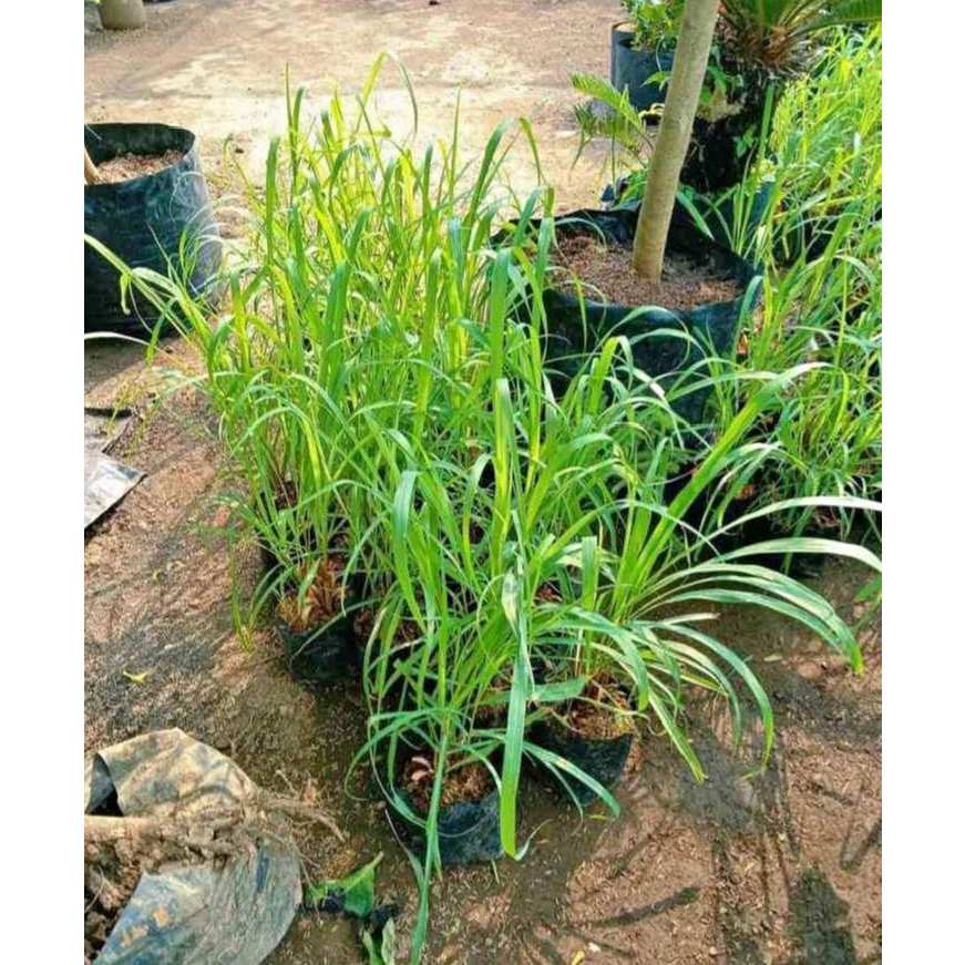 Citronella (Herb Plant) | Shopee Philippines