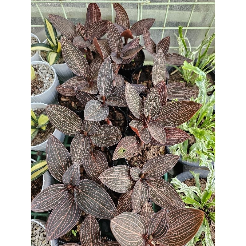 JEWEL ORCHID (Anoectochilus setaceus) | Shopee Philippines
