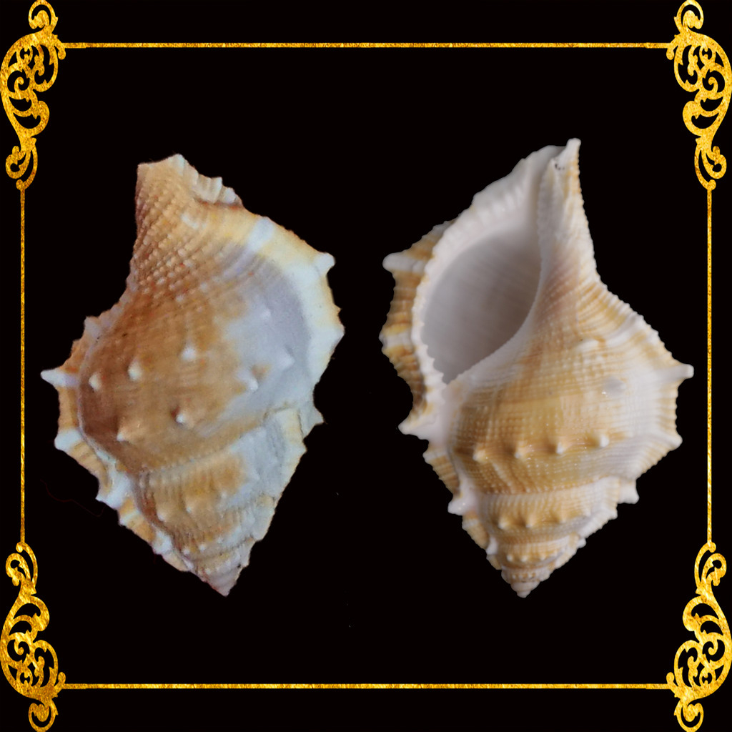 HERMIT CRAB SHELL : Bursa Espinosa | Spiny Shell SEASHELLS 2-3 inches ...