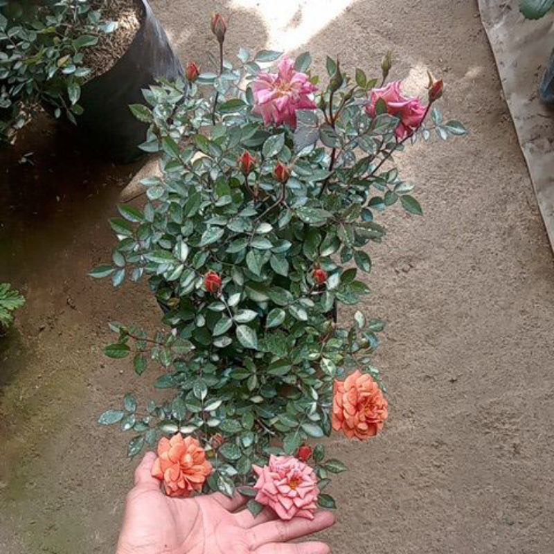 big pot roses roses | Shopee Philippines