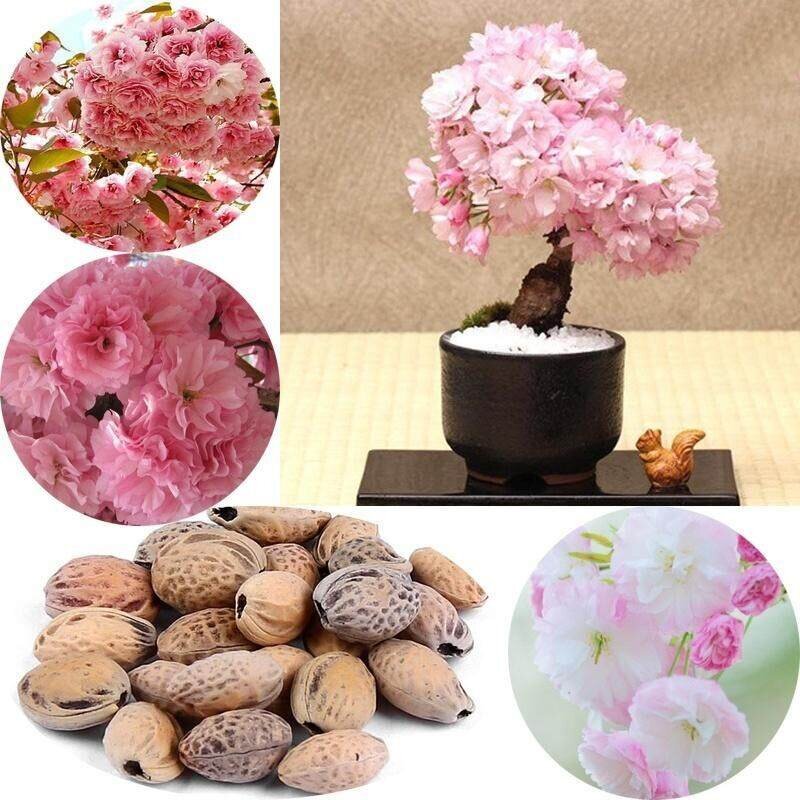20pcs/bag Japanese Sakura Seeds Cherry Blossom Bonsai Seeds for ...