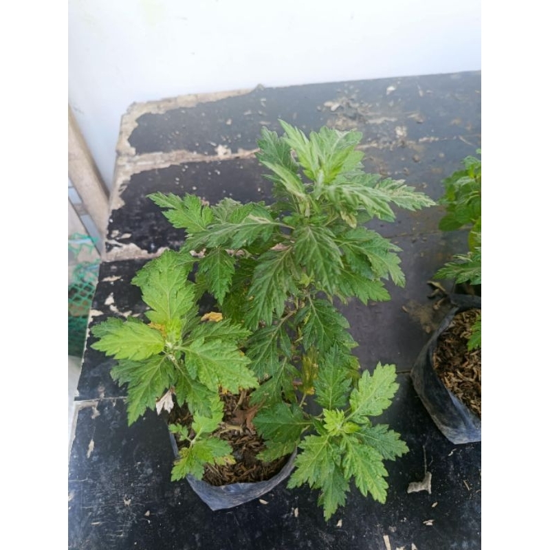 Damong Maria plant live per pot | Shopee Philippines