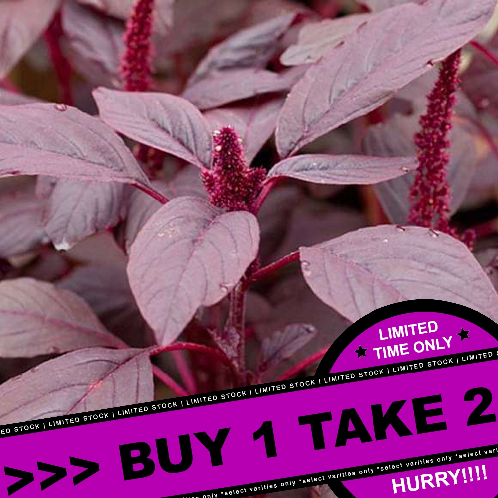 Amaranth Seeds - Red Amaranth Seeds - Vegetable Seeds - Spinach Seeds ...