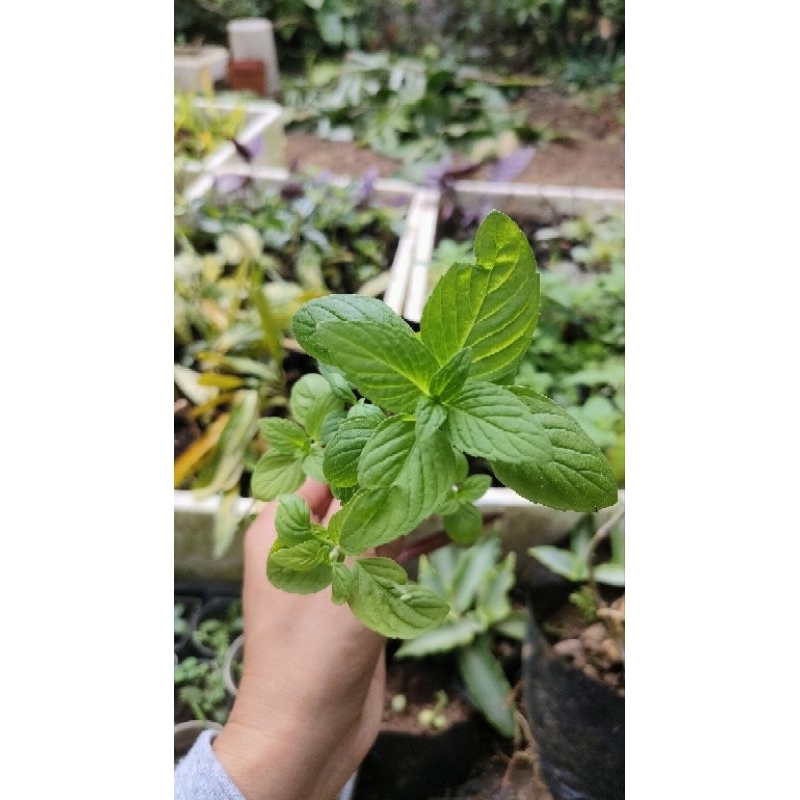 Java mint (live plant) | Shopee Philippines