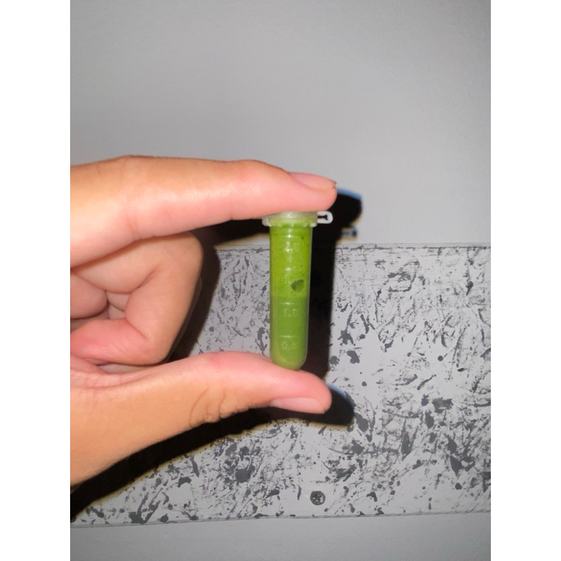 G LOAD DERBY SPIDER 2ML W/ SYRINGE | Shopee Philippines