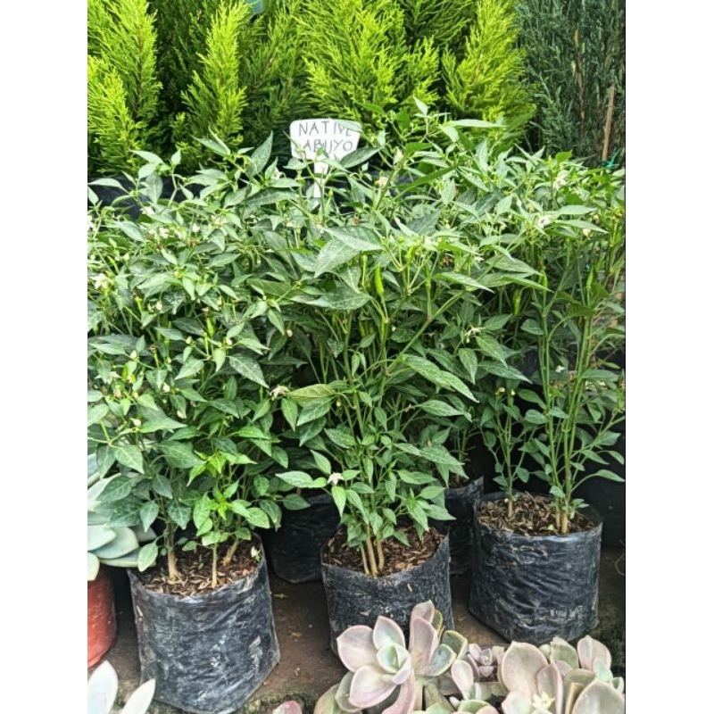 SILING LABUYO SILING LABUYO | Shopee Philippines