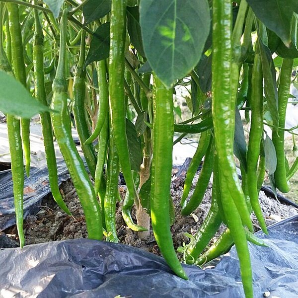 High Yield Green Long Chili Seeds (100 Seed) Long Hot Pepper Seeds ...