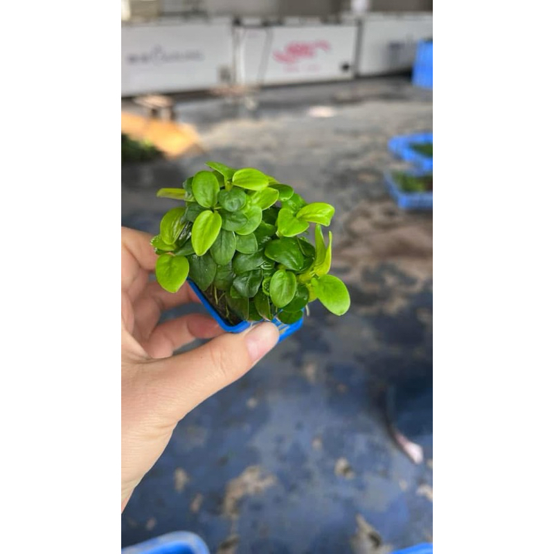 Anubias Golden mini | Shopee Philippines