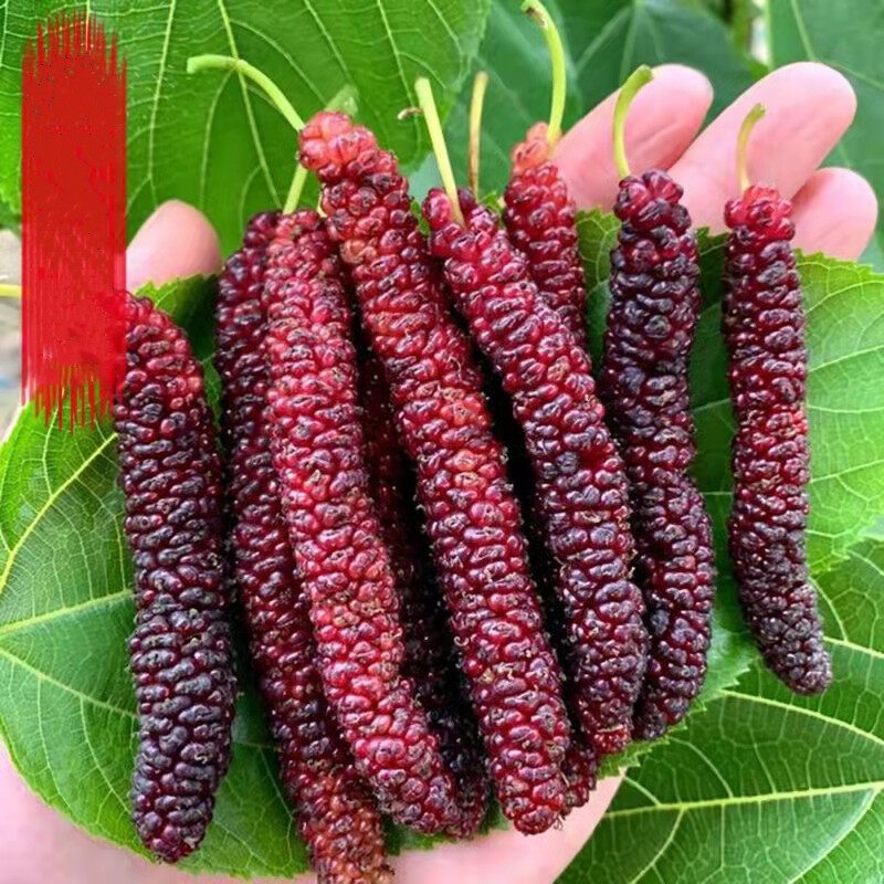 Fresh Mulberry Seeds for Planting (100 pcs/bag) Rare Mulberry Bonsai ...