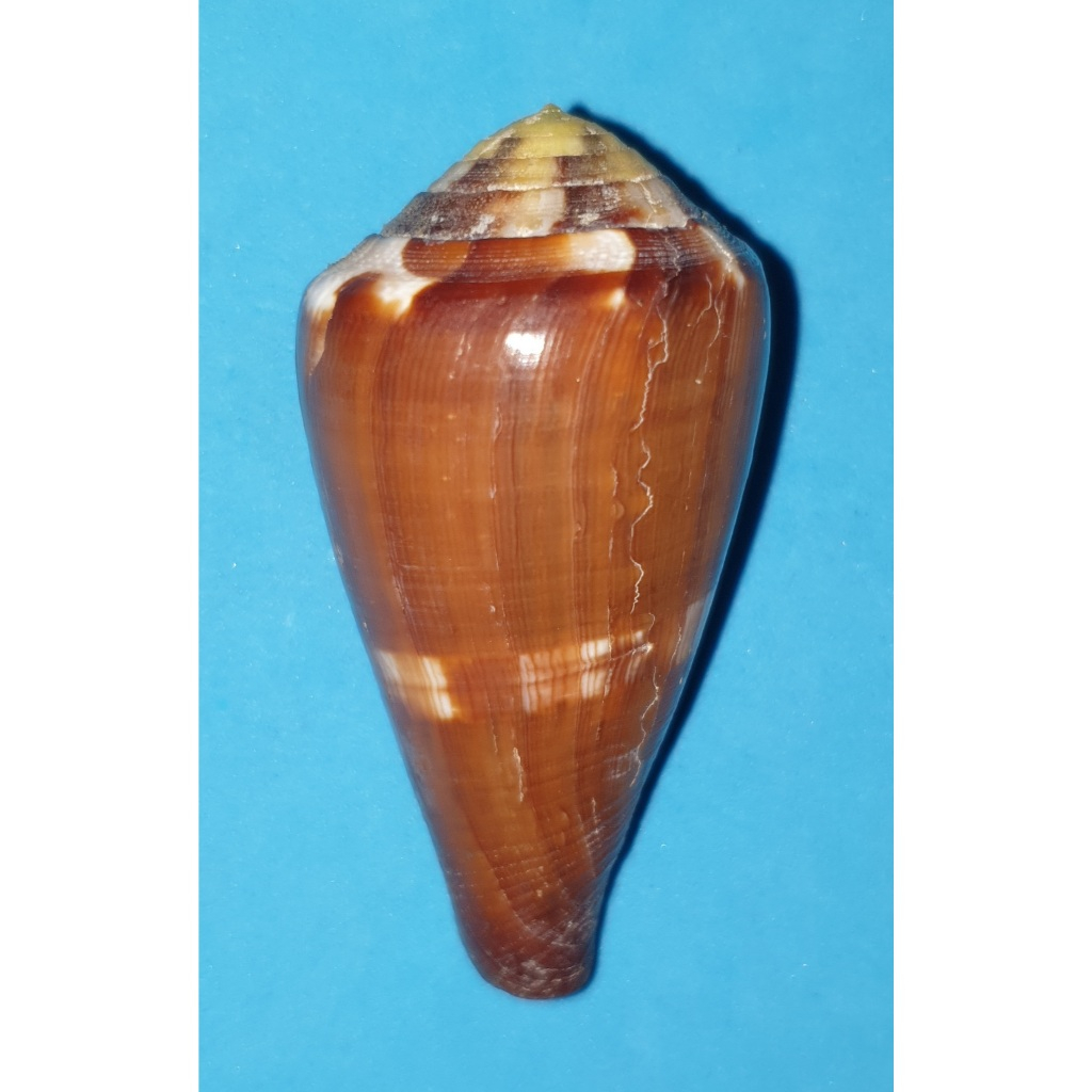 CONUS VEXILLUM. Yellow Spire. | Shopee Philippines