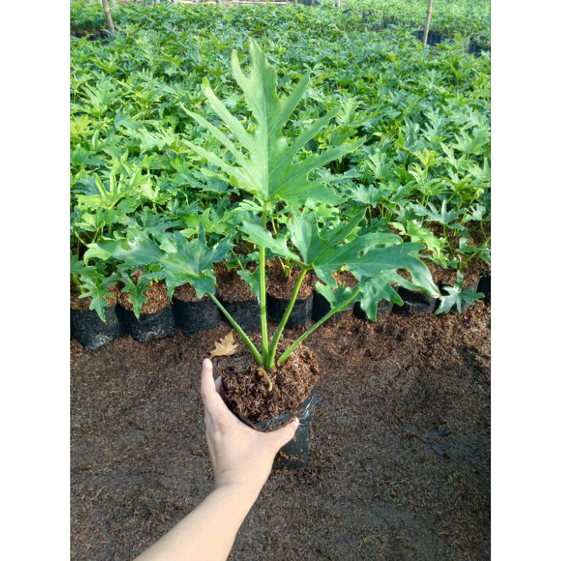 Philodendron Selloum Sahod Yaman Plant 1ft "LUCKY PLANT" (LIVE PLANT ...