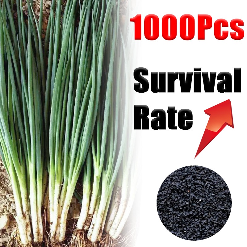 Spring Onion Seeds Bunching Onion Seeds Scallion Seeds High Survival ...