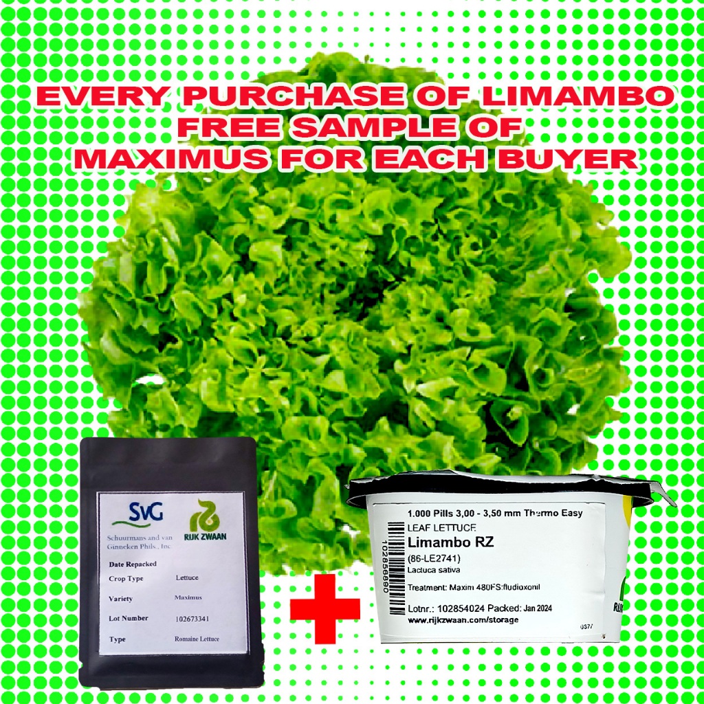 Limambo Lollo Bionda Green Lettuce by RZ (ORIGINAL PACK) with free ...