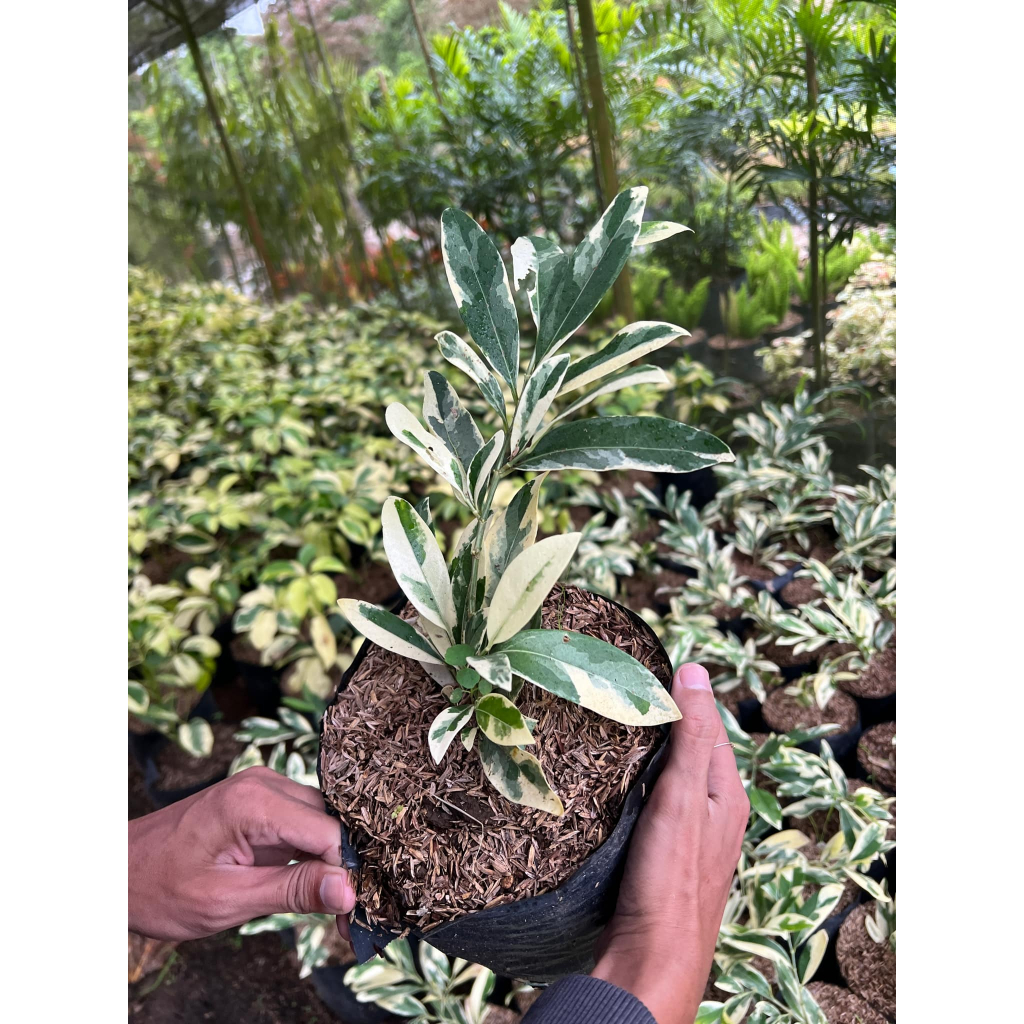 𝐌𝐚𝐭𝐝𝐨 𝐏𝐥𝐚𝐧𝐭 𝐰𝐢𝐭𝐡 𝐅𝐑𝐄𝐄 𝐏𝐥𝐚𝐬𝐭𝐢𝐜 𝐬𝐞𝐞𝐝𝐥𝐢𝐧𝐠 𝐛𝐚𝐠 𝐚𝐧𝐝 𝐠𝐚𝐫𝐝𝐞𝐧 𝐬𝐨𝐢𝐥 | Shopee ...