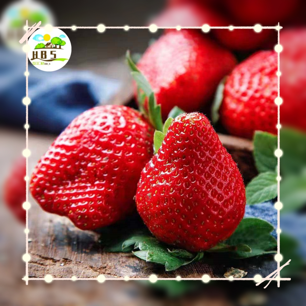 Strawberry Seeds(200Seeds/Pack) - Potted Giant Buto Ng Strawberry Fruit ...