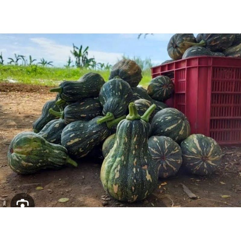 Kalabasa Seeds for planting/Sophia Malagkit na kalabasa | Shopee ...