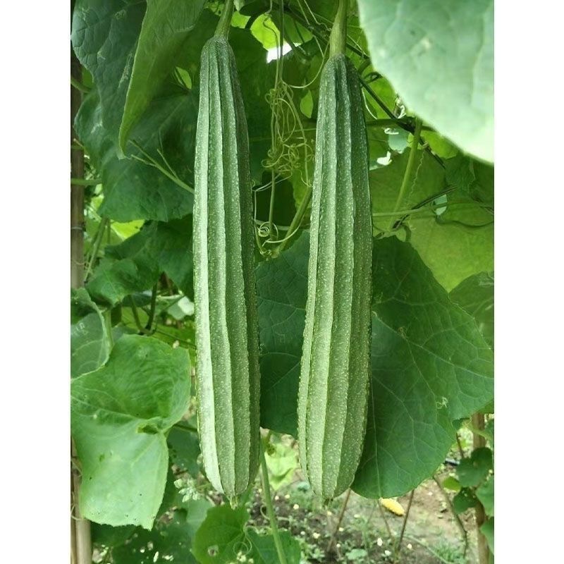 Patola Tagalog Seeds - (20 Seed) Vegetable Seeds | Shopee Philippines