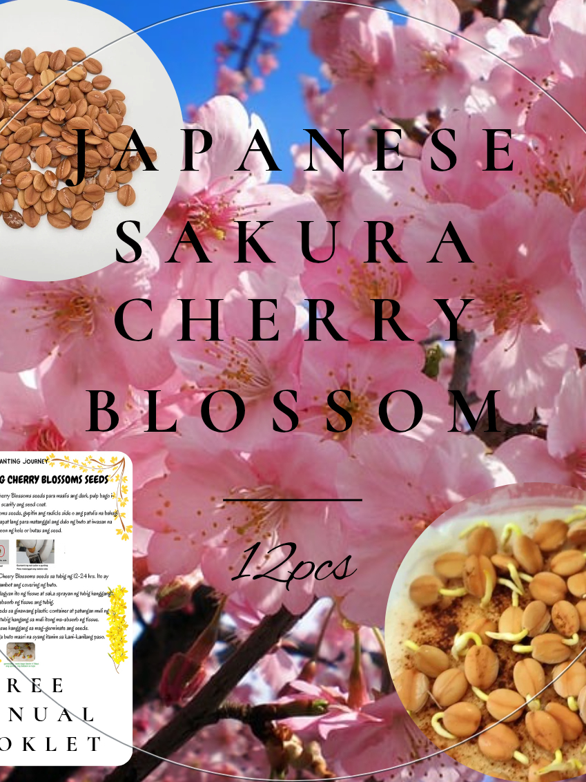 Japan Sakura Pink Cherry Blossom Tree SEEDS 12pcs free booklet | Shopee ...