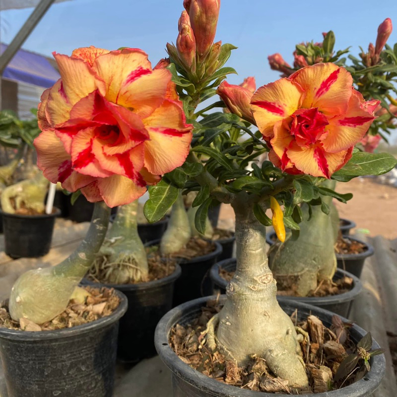 3PCS MIXED COLORS/VARIETIES ADENIUM | Shopee Philippines
