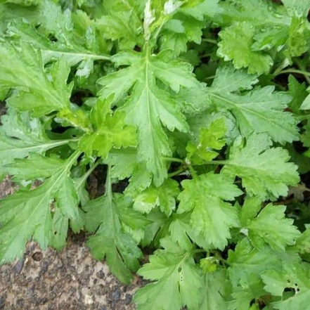 DAMONG MARIA fresh picked and seedlings.. | Shopee Philippines