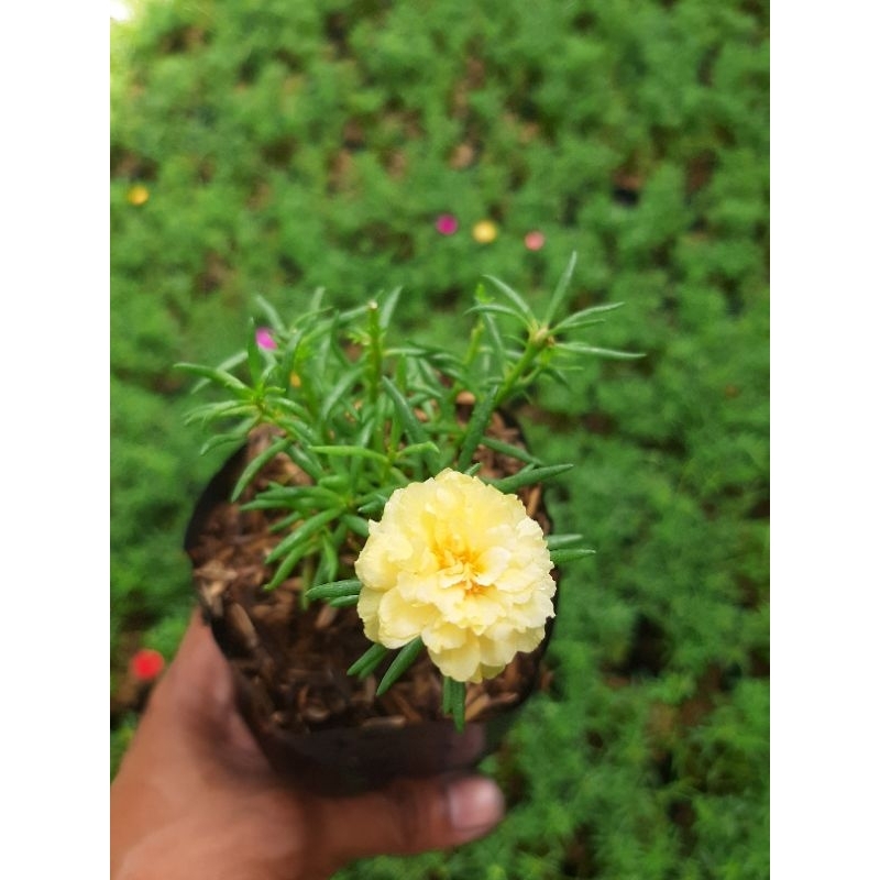 Vietnam rose/alembong ( 5 for 120 ) | Shopee Philippines