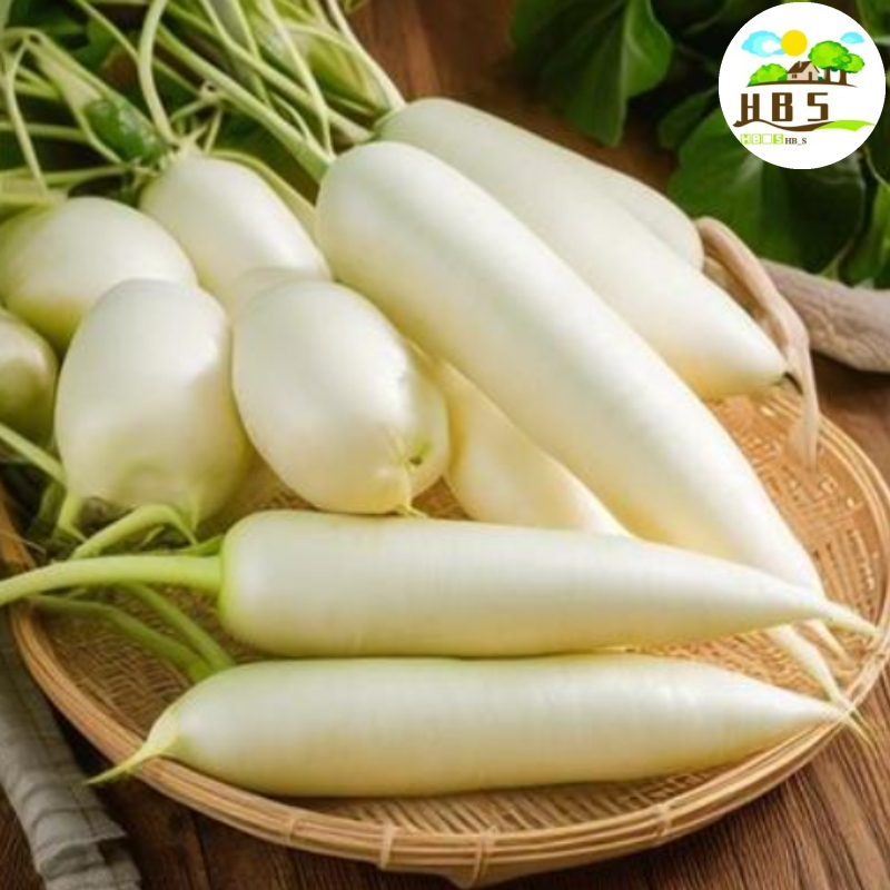 SNOW WHITE RADISH VEGETABLE SEEDS - Buto Ng Labanos Radish White Icicle ...