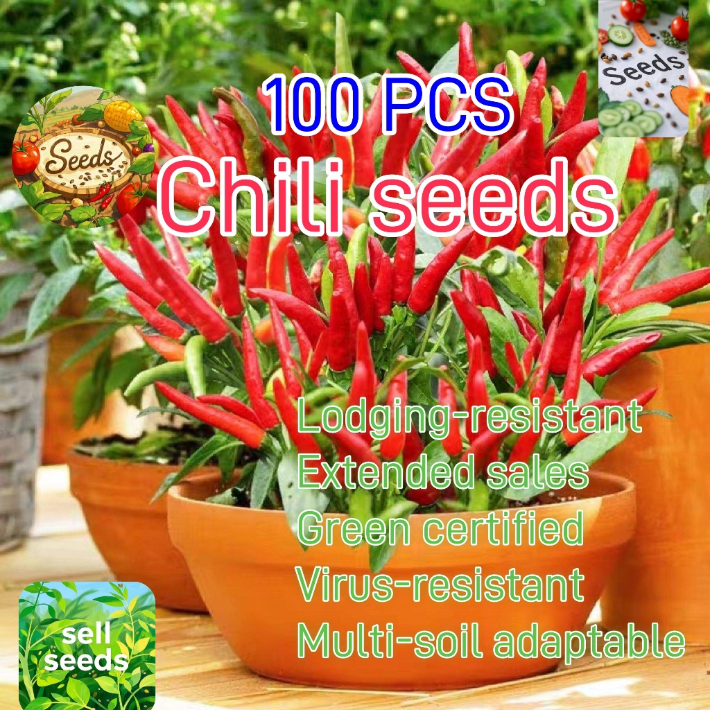 100 Seeds/pack Siling Labuyo Hybrid - Hot Pepper Taiwan Chili / Siling ...