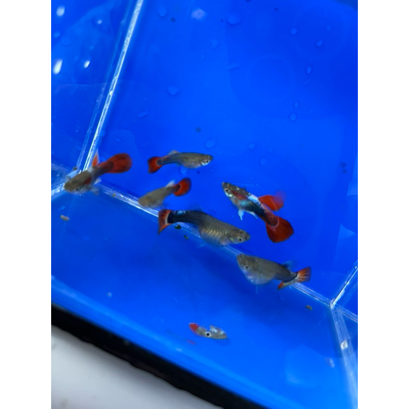 Guppy fish / Juvy size | Shopee Philippines