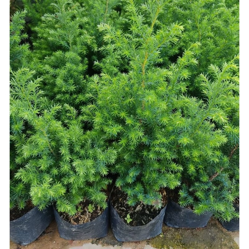 green cypress tree/landscape trees | Shopee Philippines