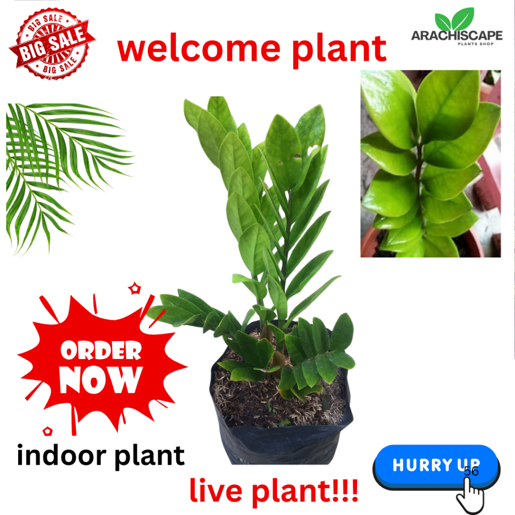 LIVE PLANT..WELCOME PLANT(zamio)indoor plant,easy to grow and a ...