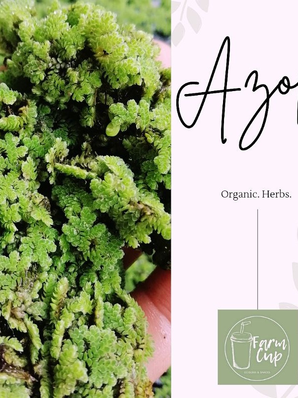 AZOLLA aquatic plant 60 pesos only | Shopee Philippines