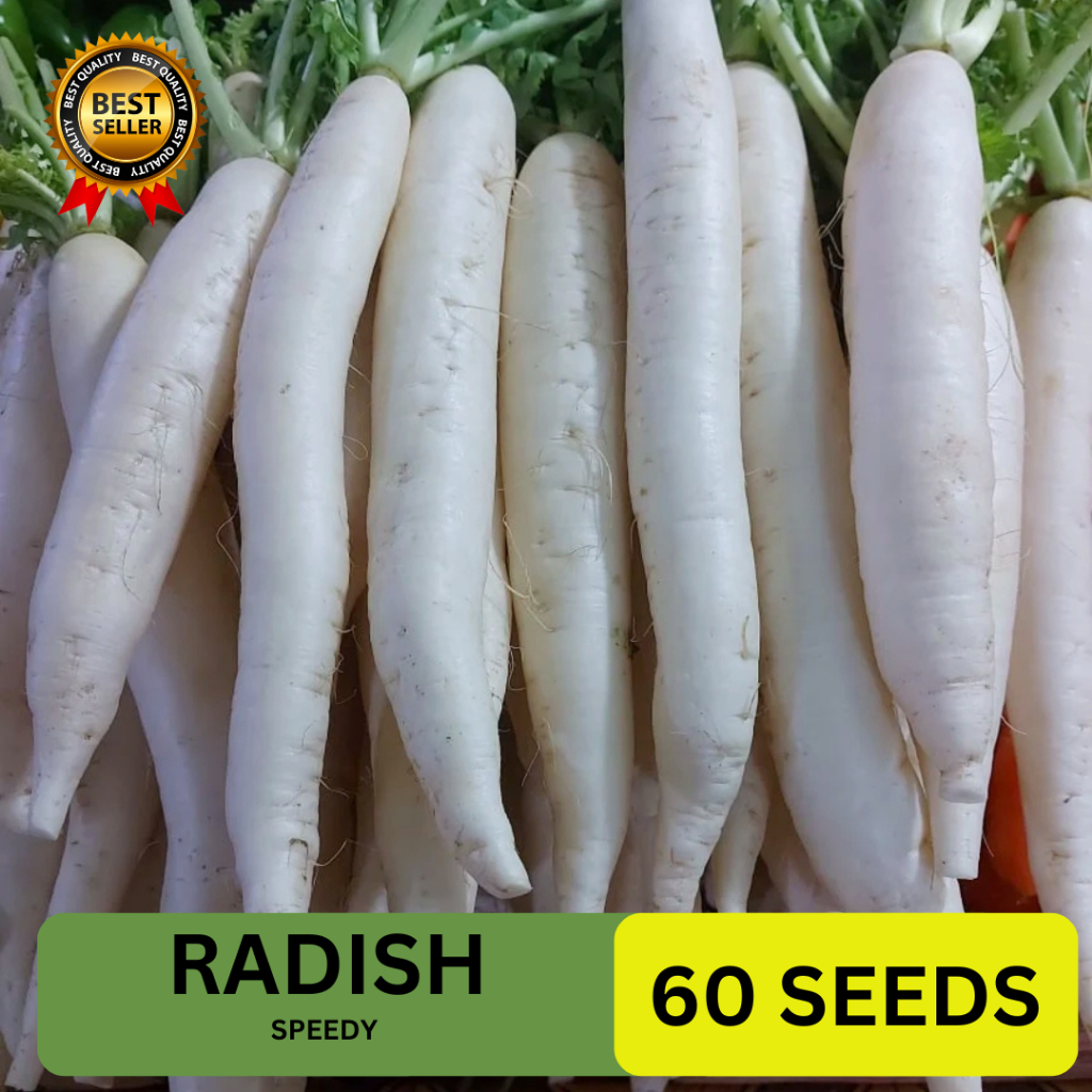 (60 SEEDS) RADISH-LABANOS SEEDS/SINANDOK VARIETY/FOR PLATING/HYBRID ...