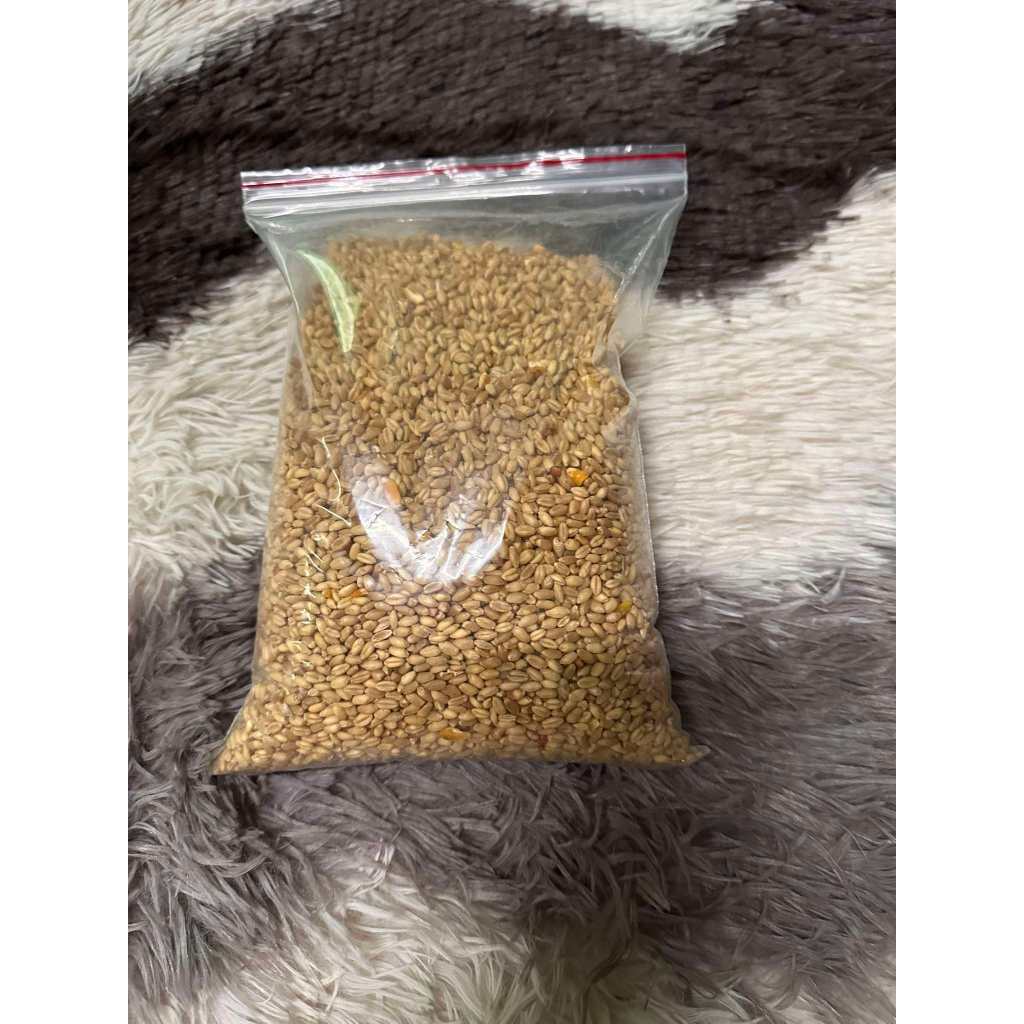 Wheat Grains - 1Kg Raw Whole Grain for Mushroom Spawn (Trigo) | Shopee ...