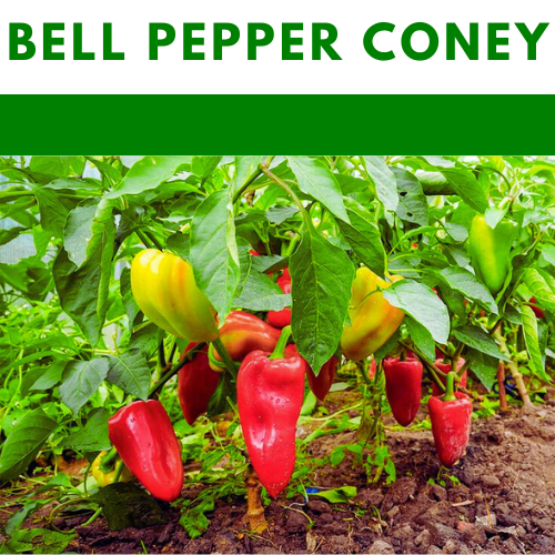BELL PEPPER Coney Vegetable Seeds - Hybrid | Shopee Philippines