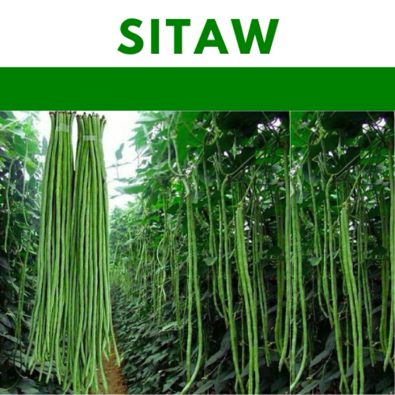 SITAW Negrostar vegetable repacked seeds gardening | Shopee Philippines