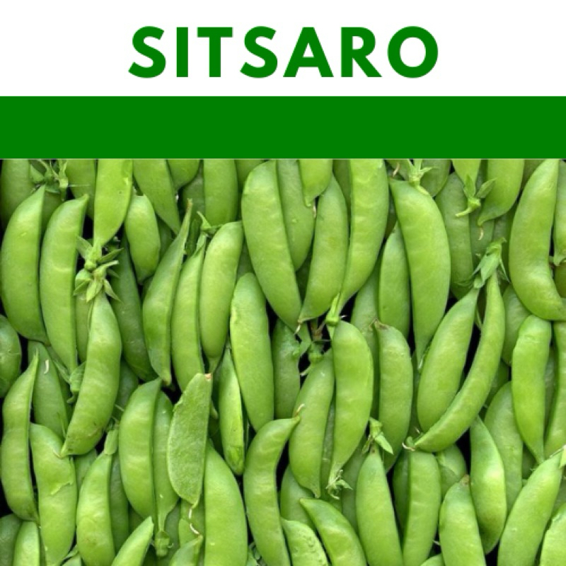 SITSARO Chinese Pea vegetable repacked seeds gardening | Shopee Philippines
