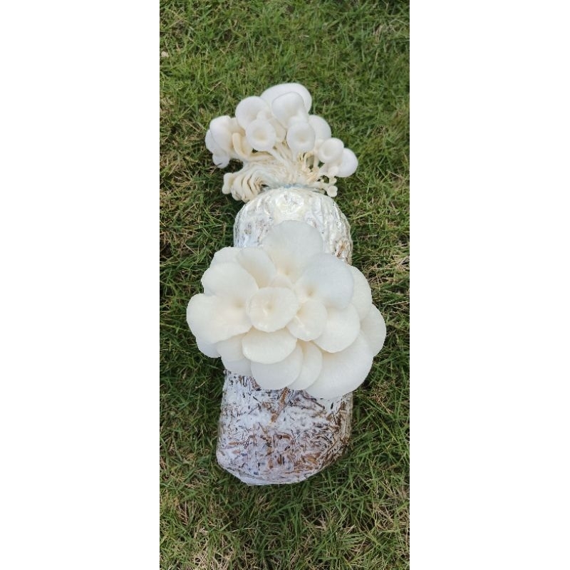 Set of 6 bags. Bohol Mushrooms fruiting bags, white oyster mushroom ...