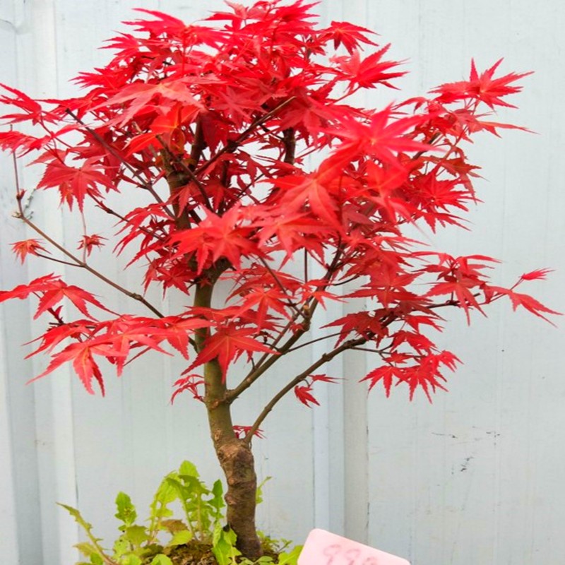 Japanese Red Maple Tree Seeds for Planting 50seeds - [Easy To Grow In ...
