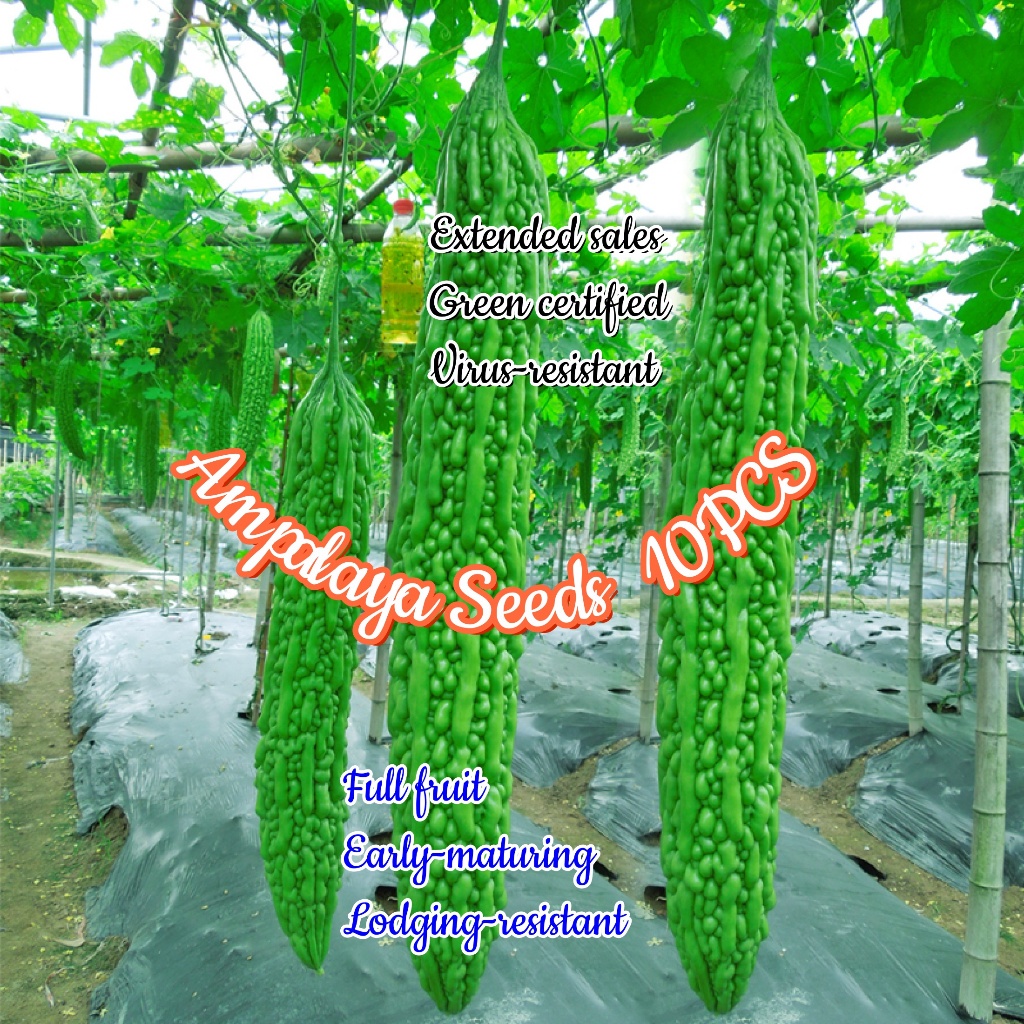 AMPALAYA hybrid seeds for planting ( 10 seeds ) VEGETABLES Long Green ...