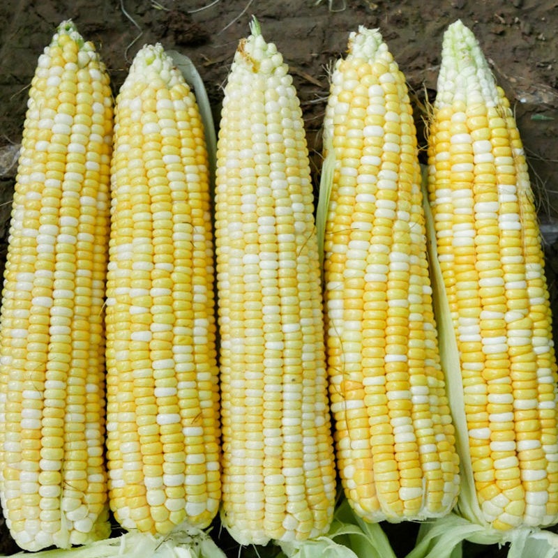 SUPER SWEET CORN SEEDS - (20seeds/pack) super sweet corn variety ...