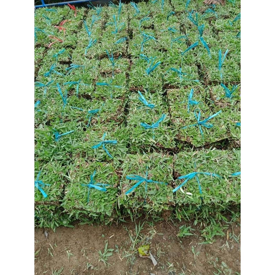 Carabao Grass Seeds LEGIT 1kg-500g -Bakuran Hardin | Malamig sa Paa ...