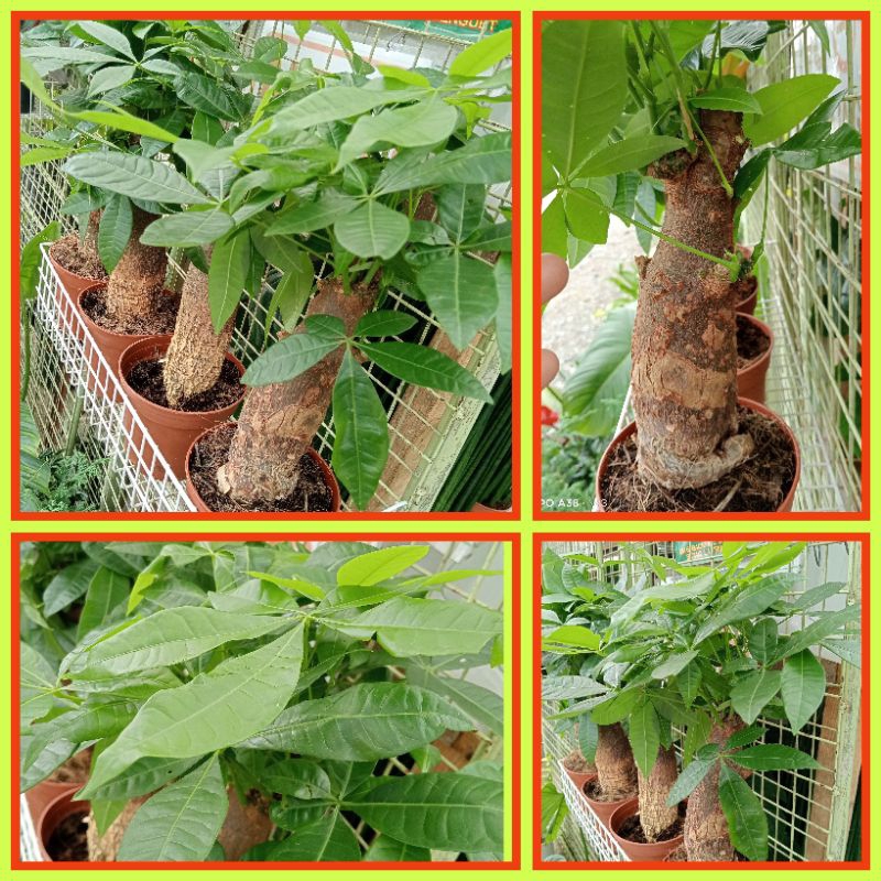 Money Plant /Provision Tree " Pachira Aquatica " | Shopee Philippines