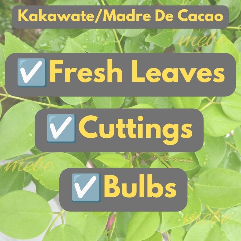Kakawate / Madre De Cacao Cuttings & Bulbs (Luzon only) | Shopee ...