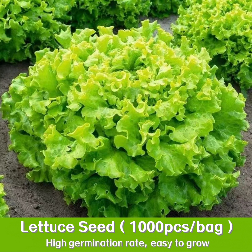 Lettuce Seeds - (1000seeds)Ramgo Lettuce Lollo Bionda Seeds | Shopee ...