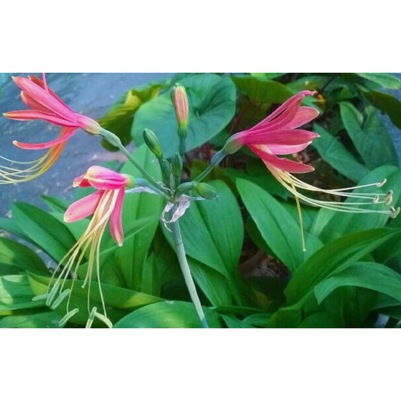 Peruvian Lily Bulb only | Shopee Philippines