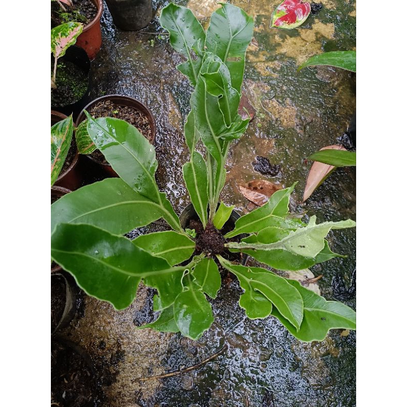 angel wings fern plant | Shopee Philippines