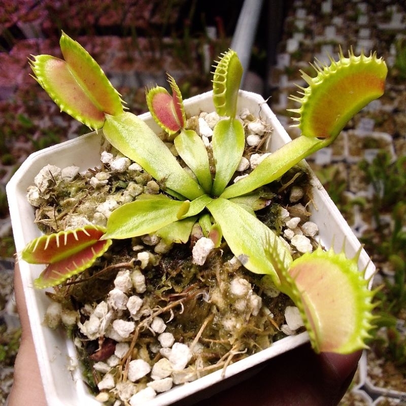 CV RAPTOR Venus Flytrap (potted / carnivorous plant / seeds ) | Shopee ...