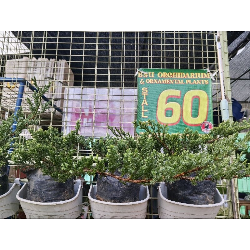 Juniper Juniperus Cupressaceae | Shopee Philippines