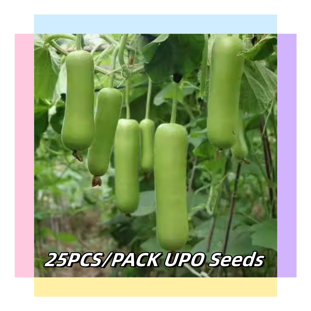 Upo Tambuli Vegetable Seeds-High quality and High germination rate Upo ...